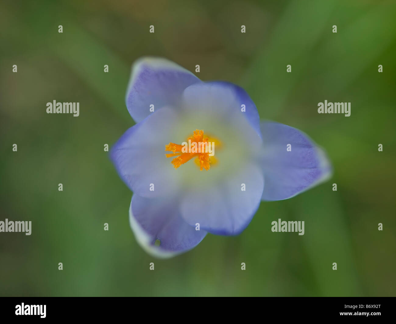 A top View of an open Crocus with an orange stigma Stock Photo - Alamy