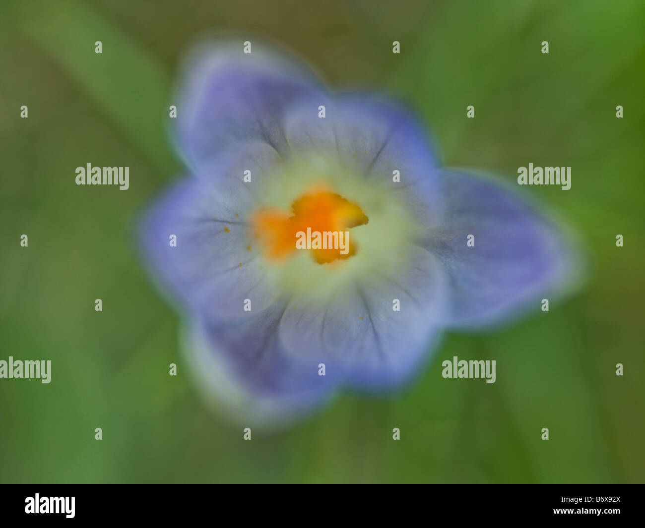A top View of an open Crocus with an orange stigma Stock Photo - Alamy
