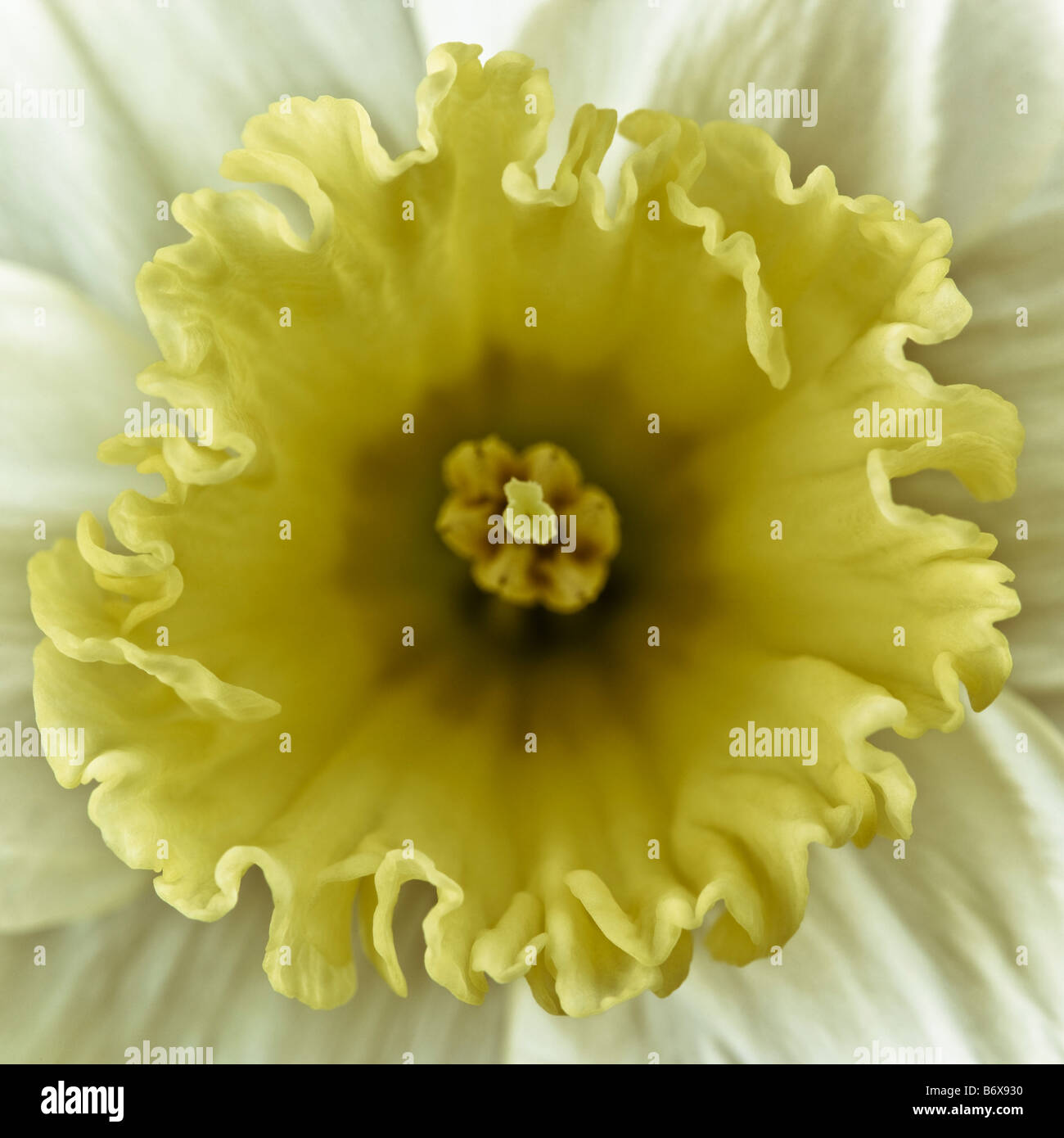 Close up daffodil Stock Photo - Alamy