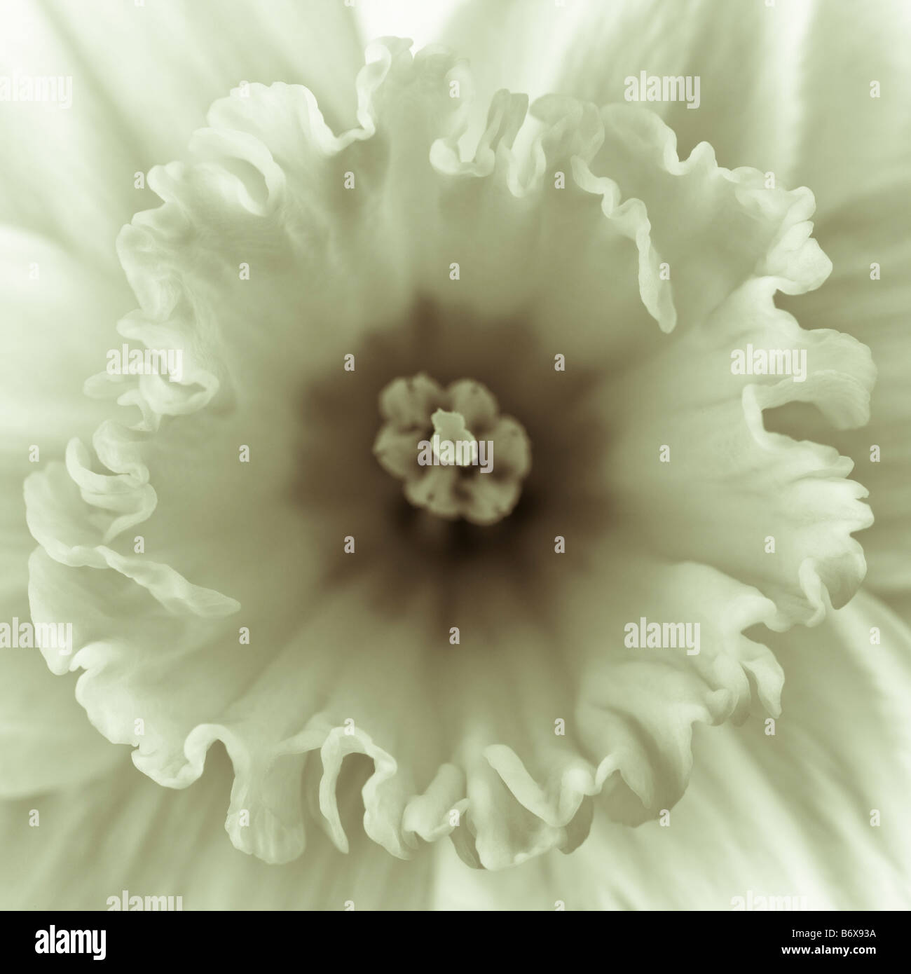 Close up daffodil Stock Photo - Alamy