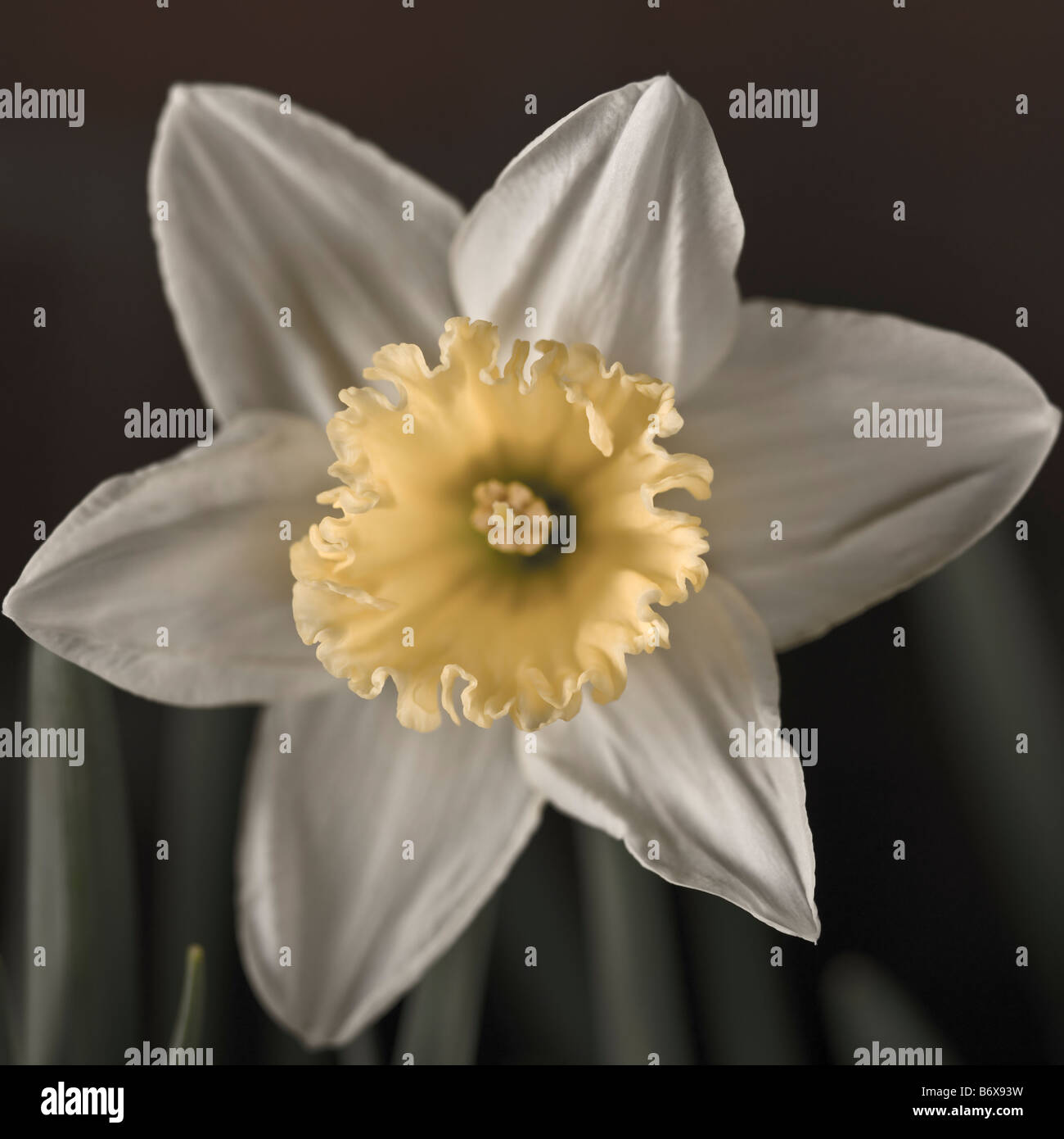 Close up daffodil Stock Photo - Alamy