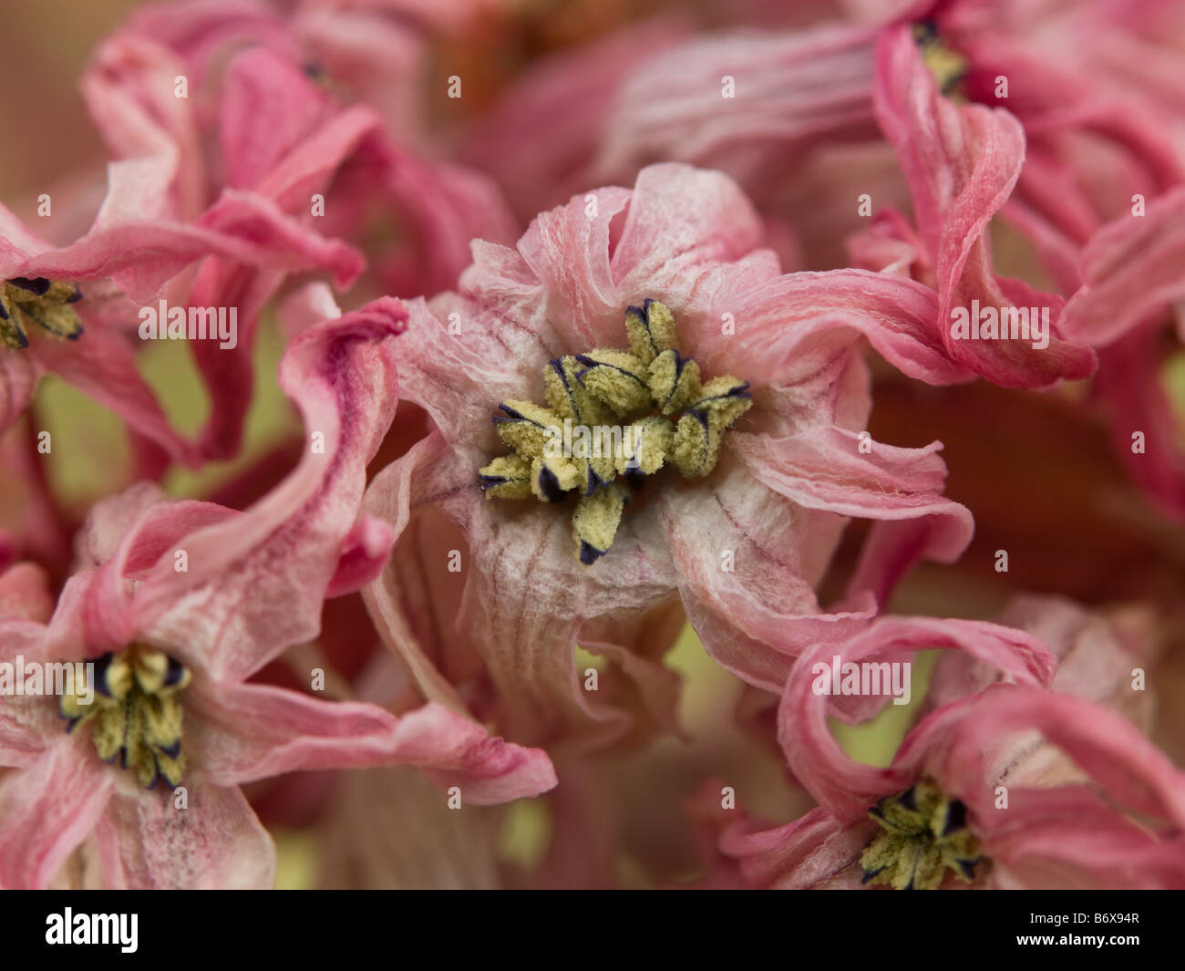 How to dry hyacinth flowers hi-res stock photography and images - Alamy