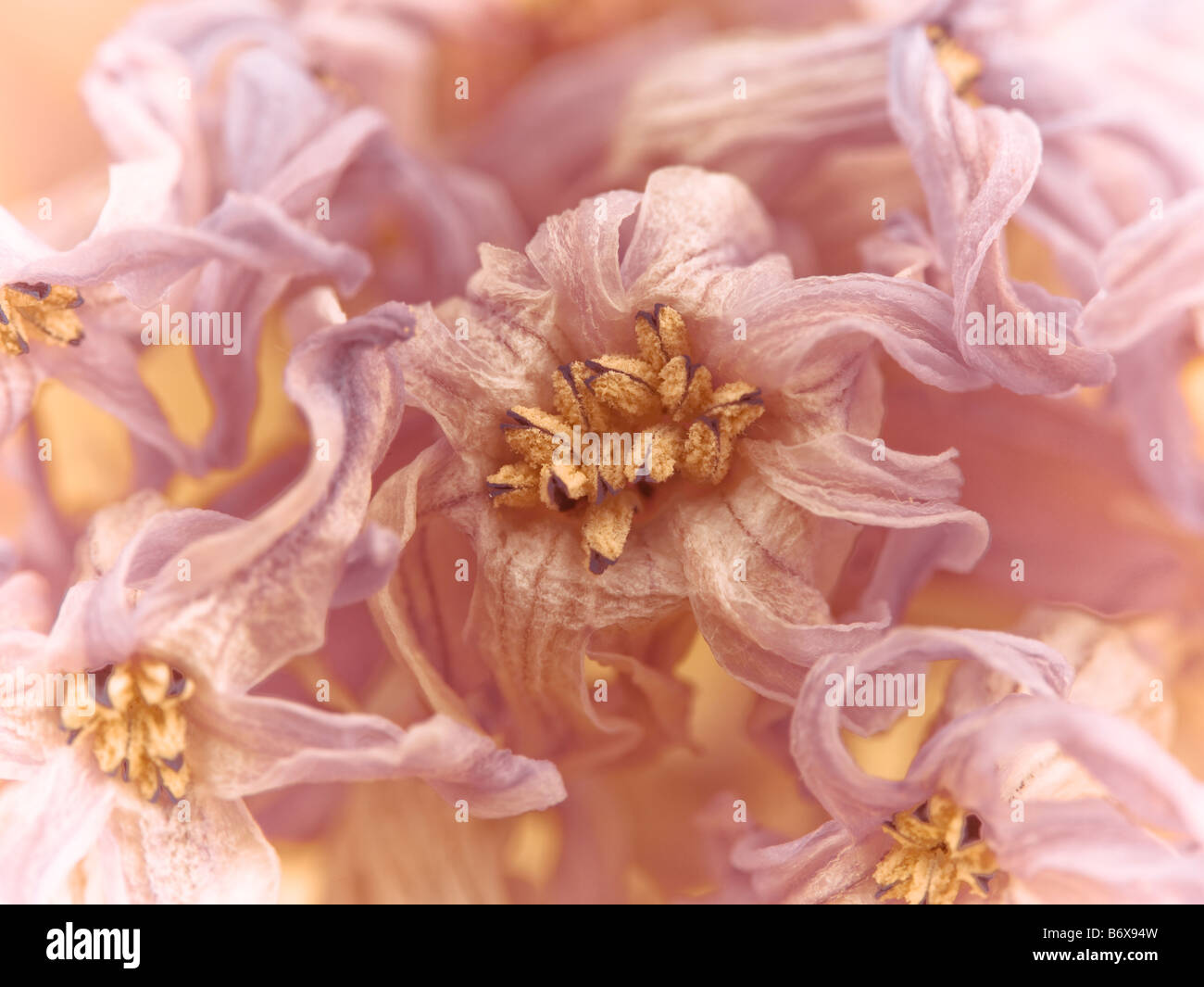 Dead pink hyacinth hi-res stock photography and images - Alamy