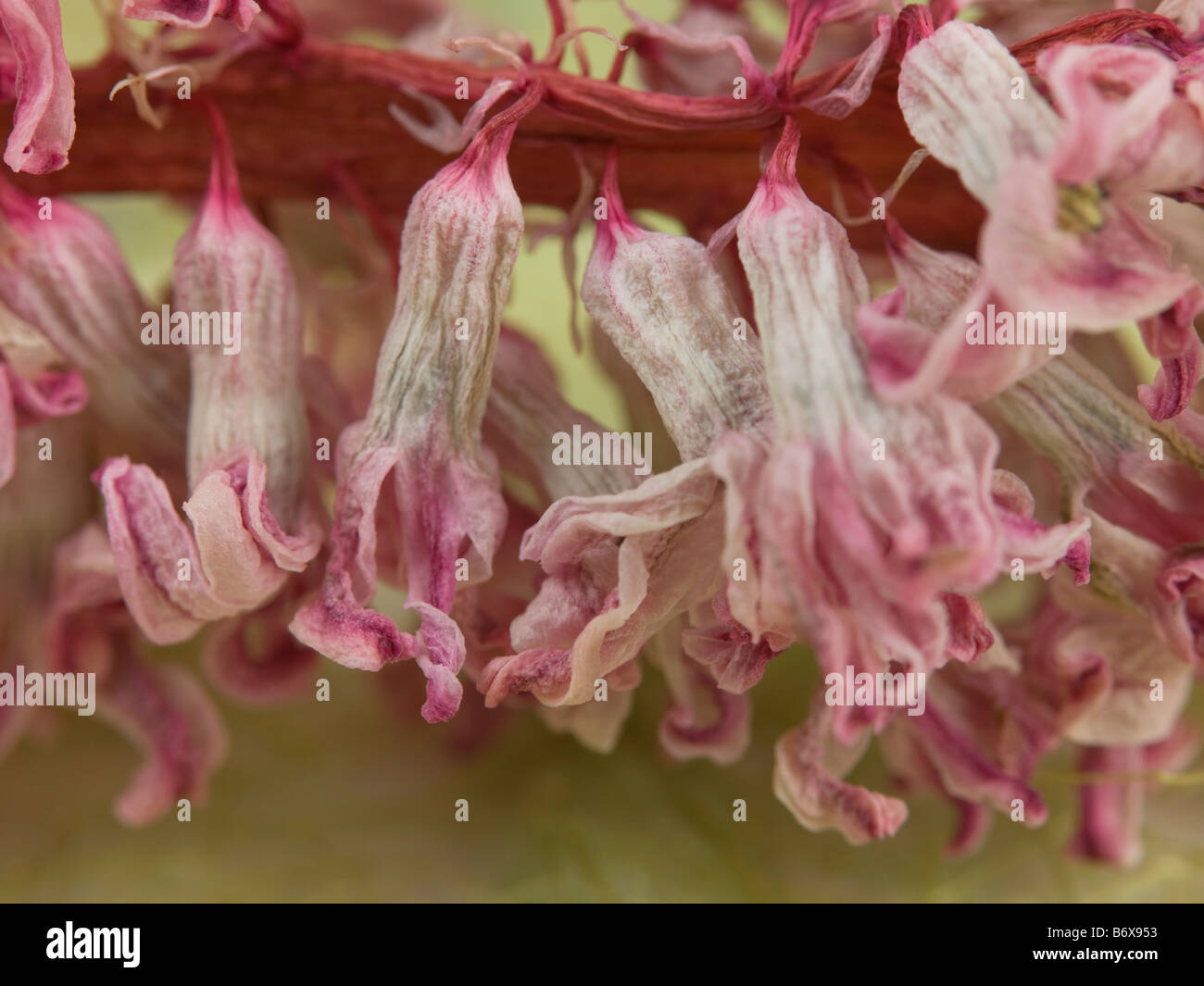 Dried hyacinth flowers hi-res stock photography and images - Alamy