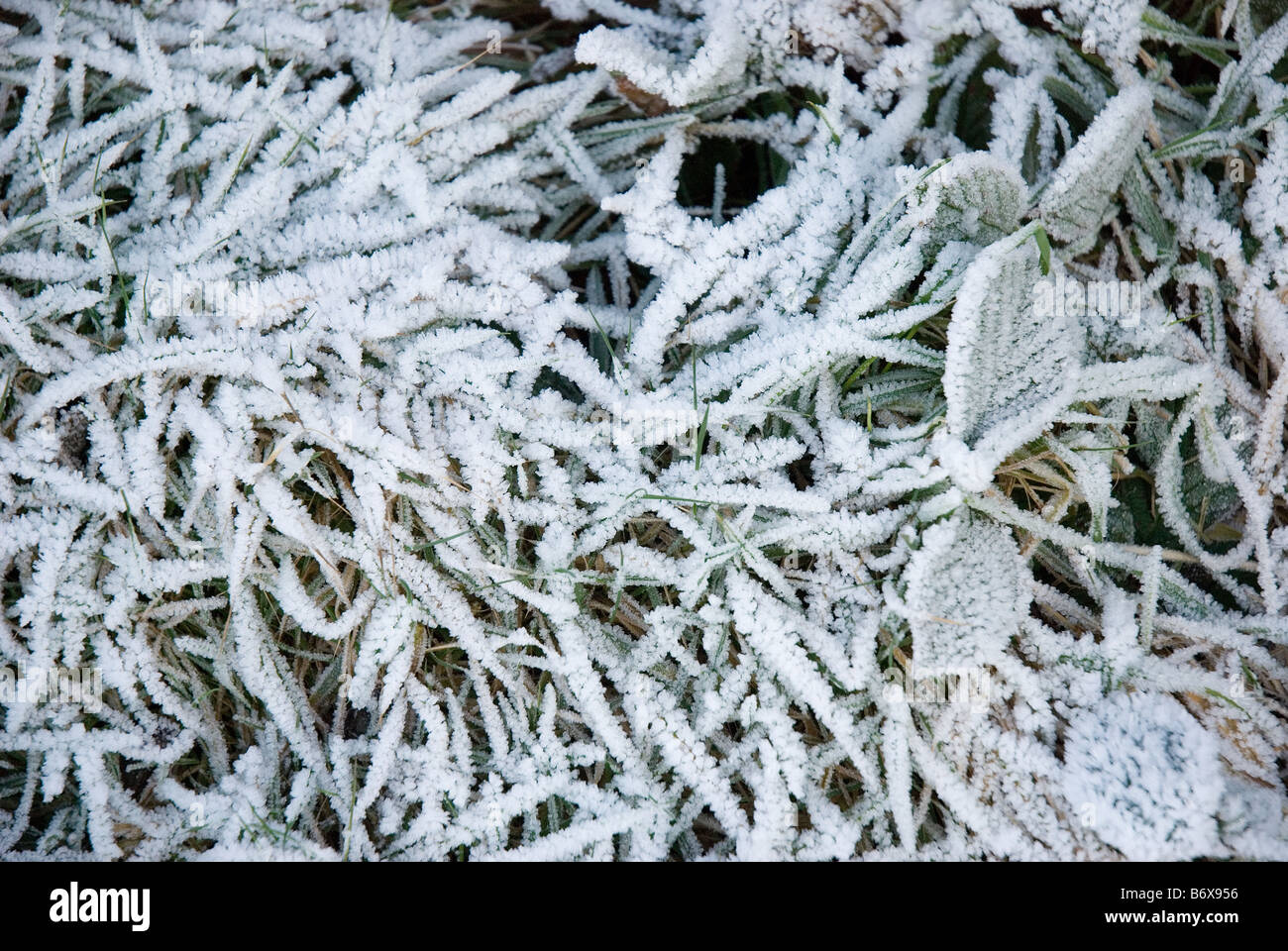 Frost covered grass Stock Photo - Alamy