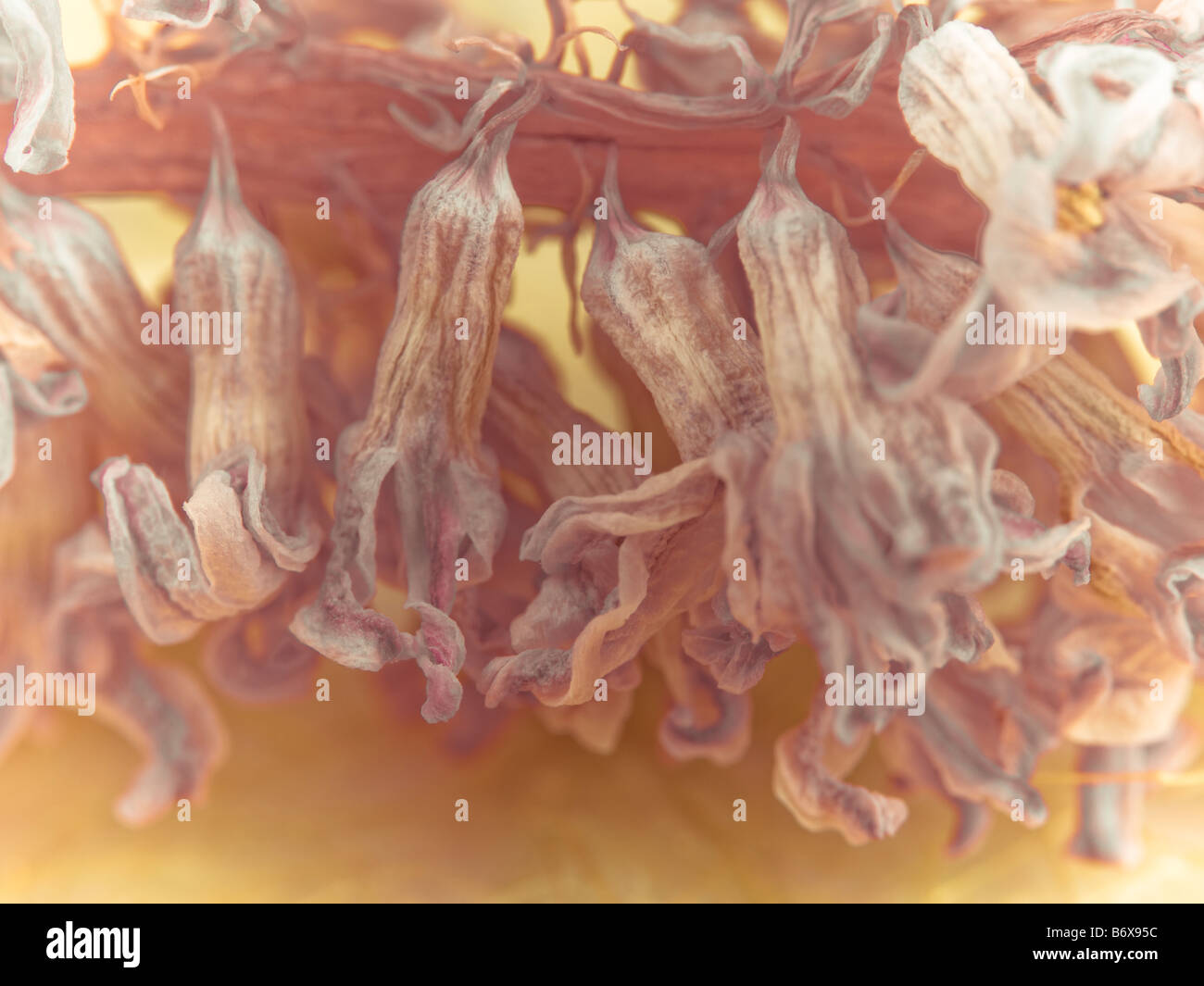 How to dry hyacinth flowers hi-res stock photography and images - Alamy