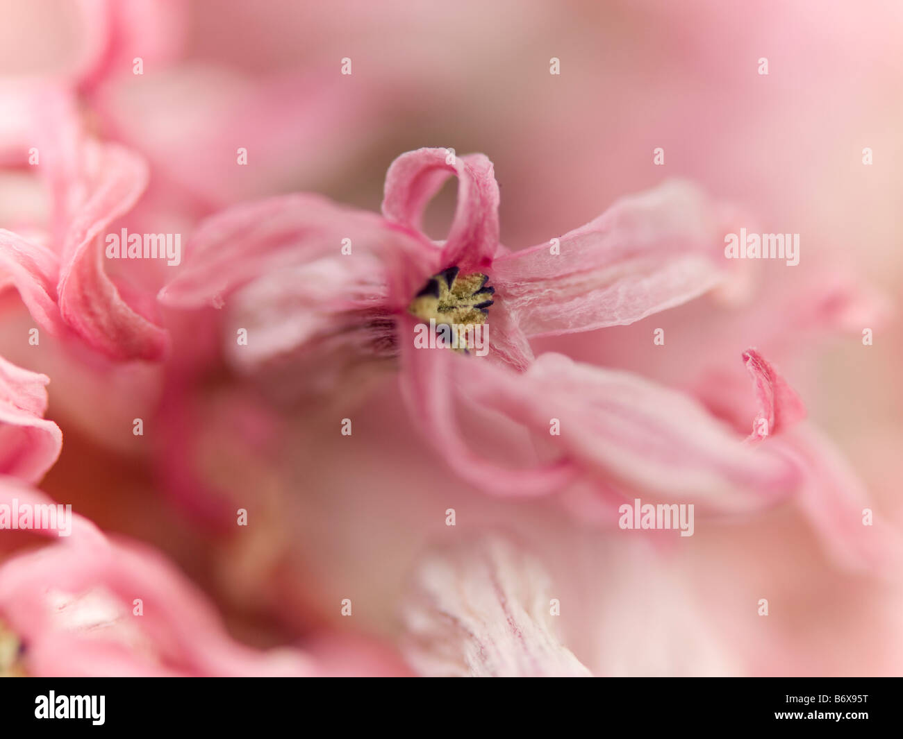 Dried Hyacinth flower close up Stock Photo - Alamy