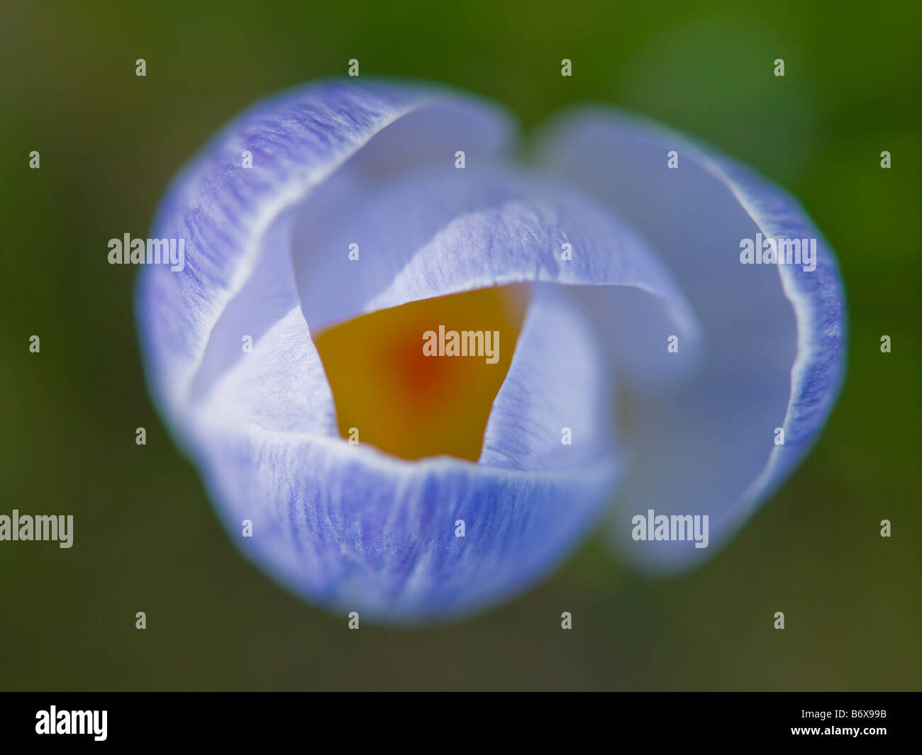 Closeups egg hi-res stock photography and images - Alamy