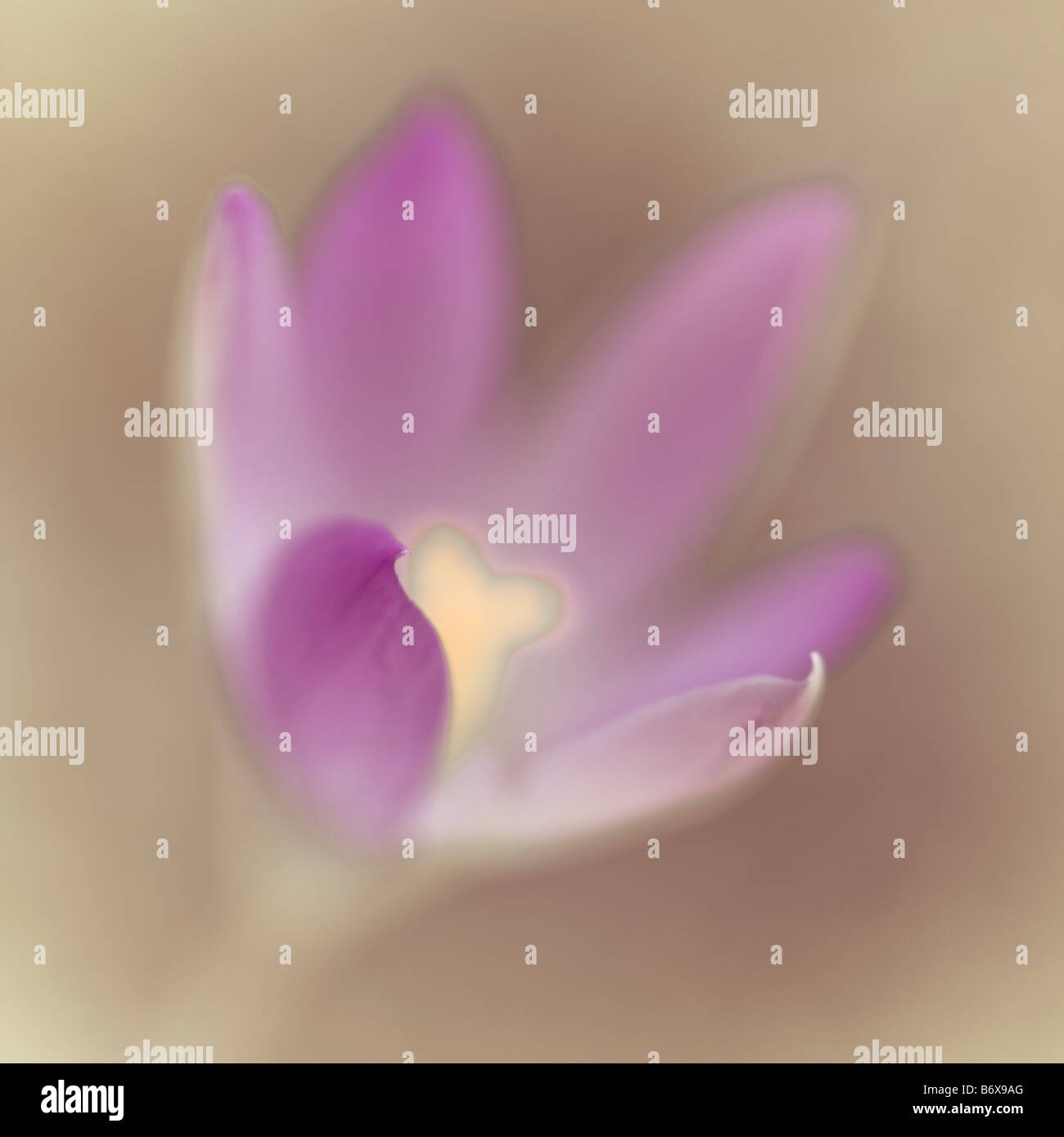 Close up of pink crocus Stock Photo - Alamy