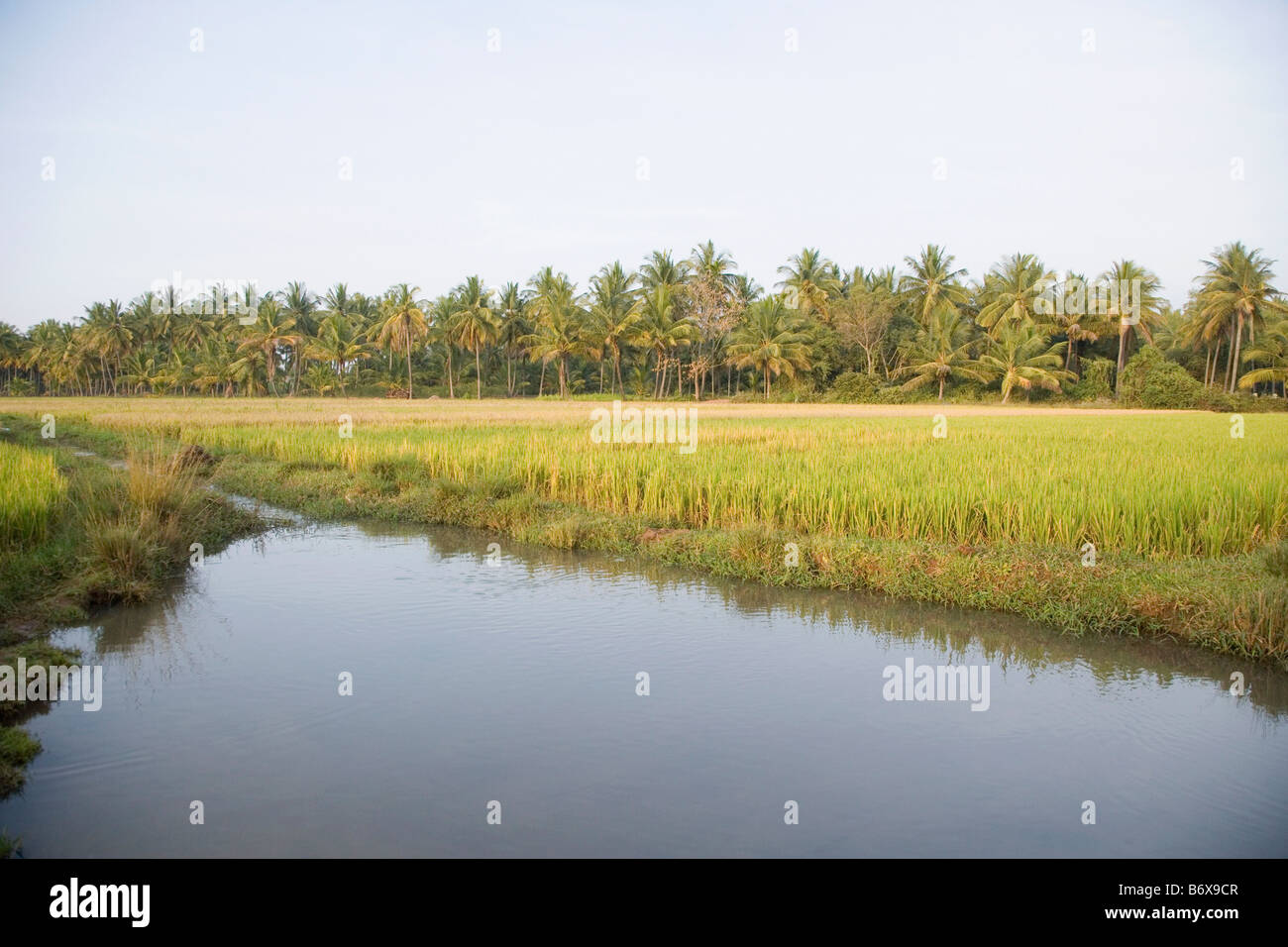Rice paddy in a field, Shravanabelagola, Hassan District, Karnataka ...