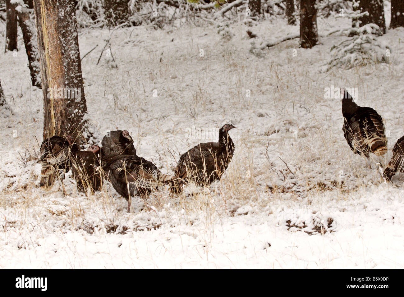 Wild Turkey in winter Stock Photo - Alamy