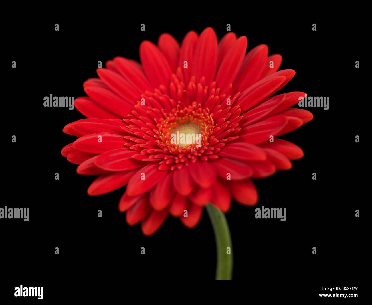 Close up of red Gerbera daisy Stock Photo - Alamy