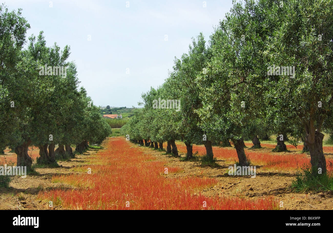 Olives tree in colored field Stock Photo - Alamy