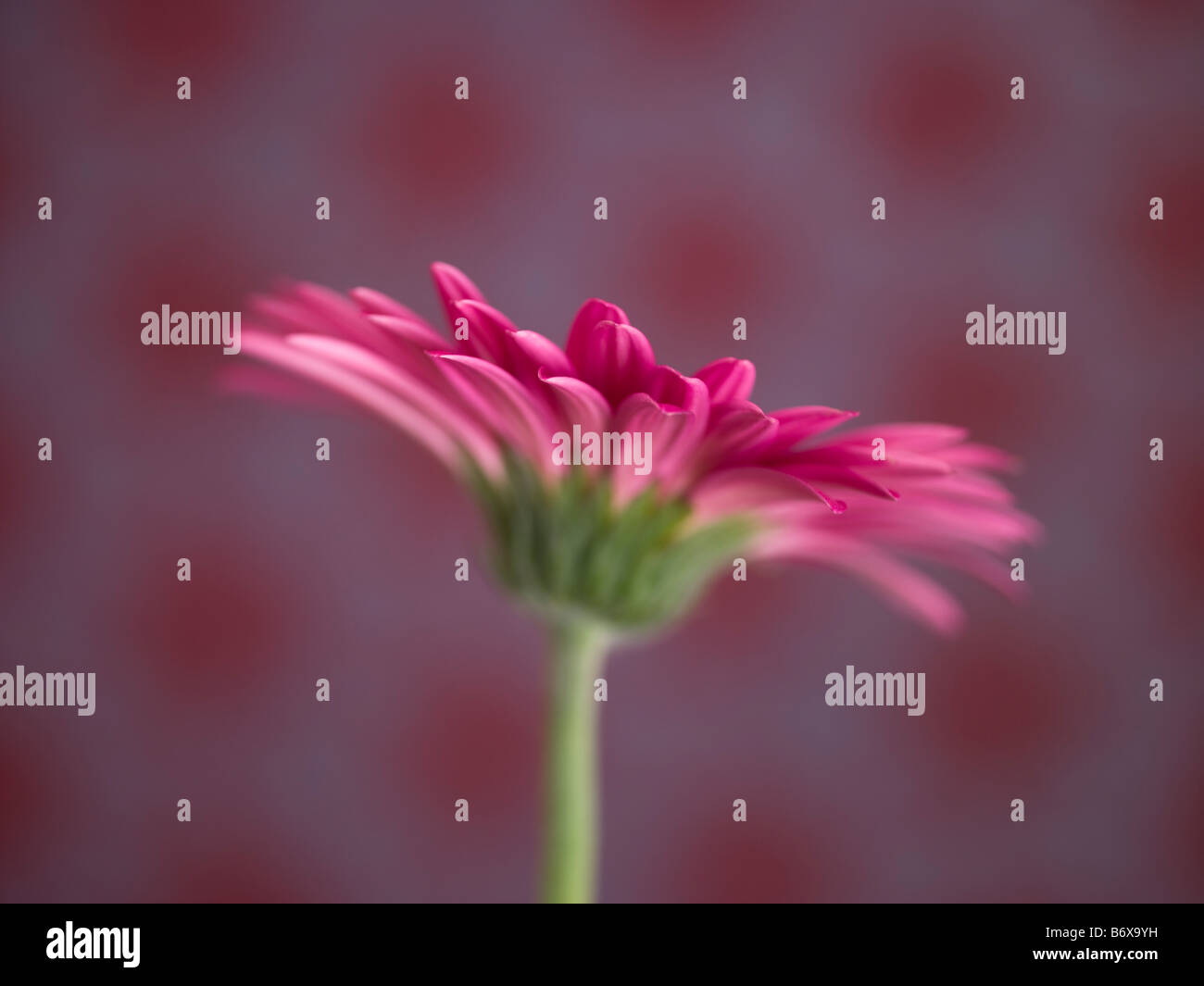 Close up of pink Gerbera daisy with wallpaper in background Stock Photo ...