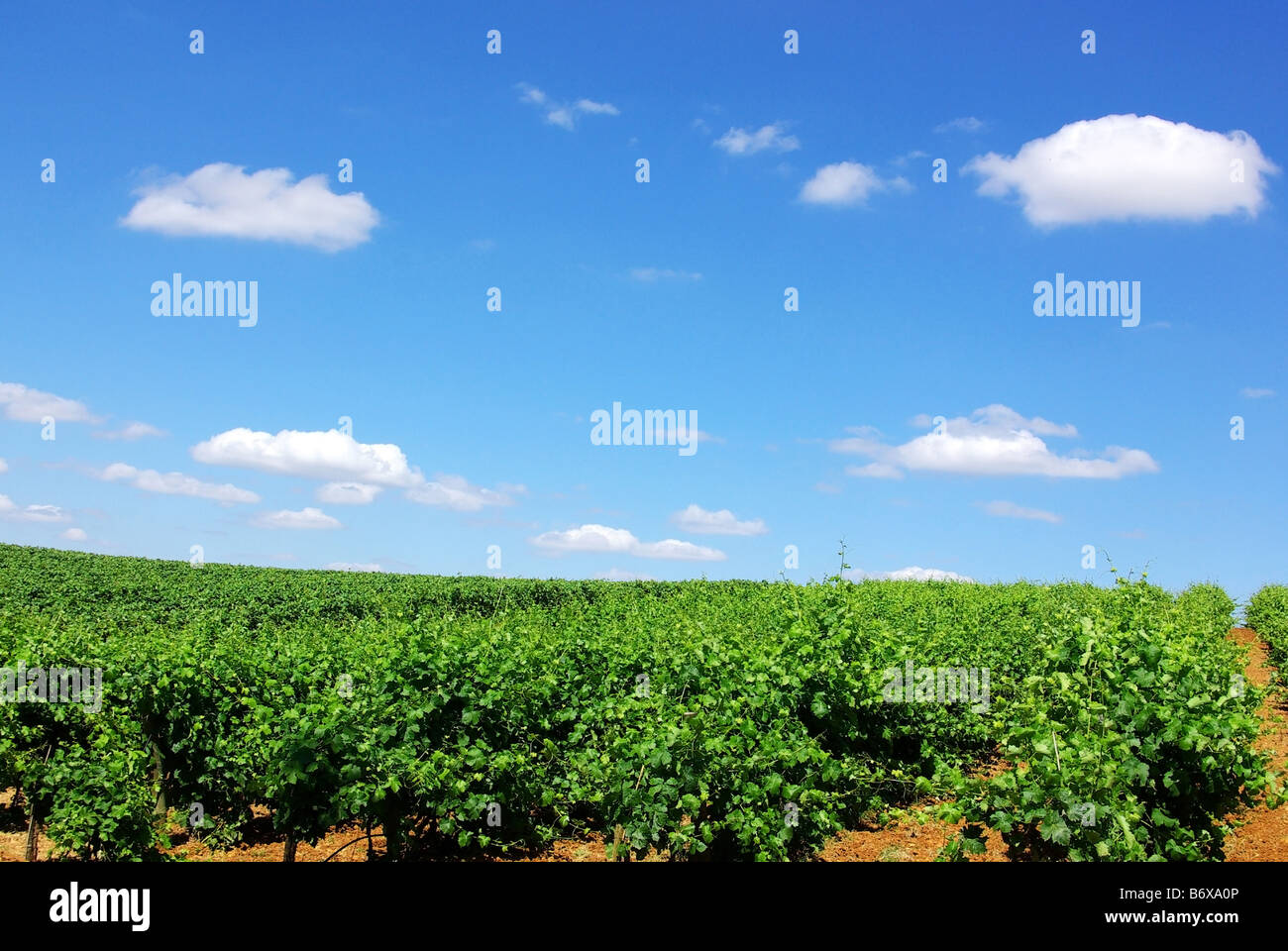 Vine clouds hi-res stock photography and images - Alamy
