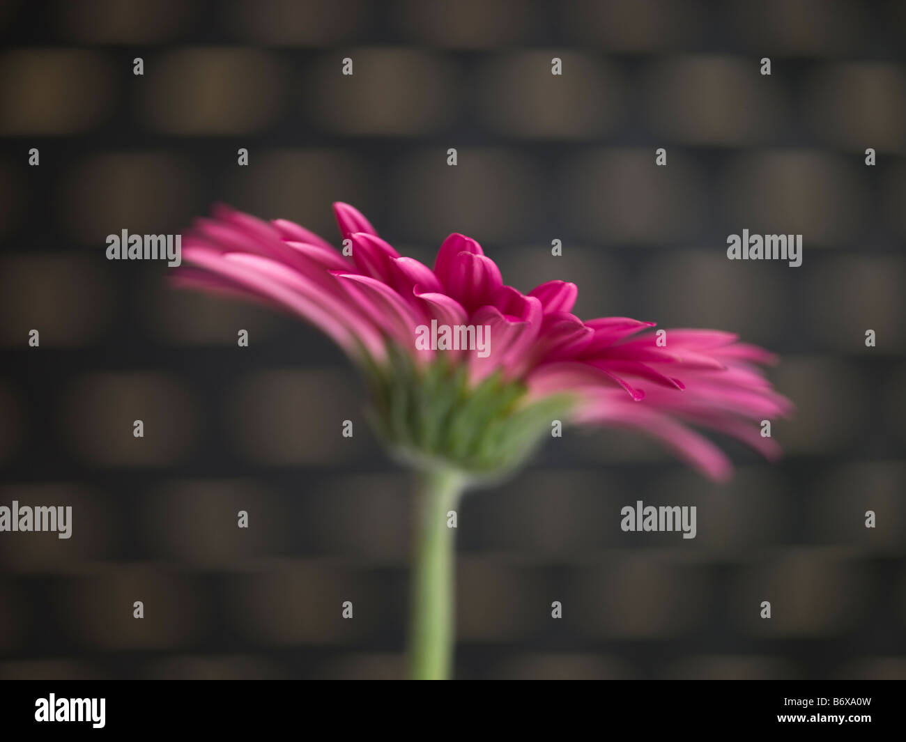 Close up of pink Gerbera daisy with wallpaper in background Stock Photo ...