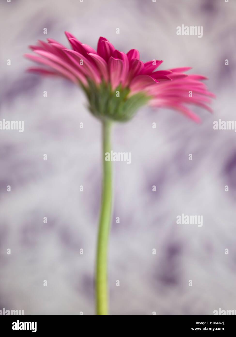 Close up of pink Gerbera daisy with wallpaper in background Stock Photo ...
