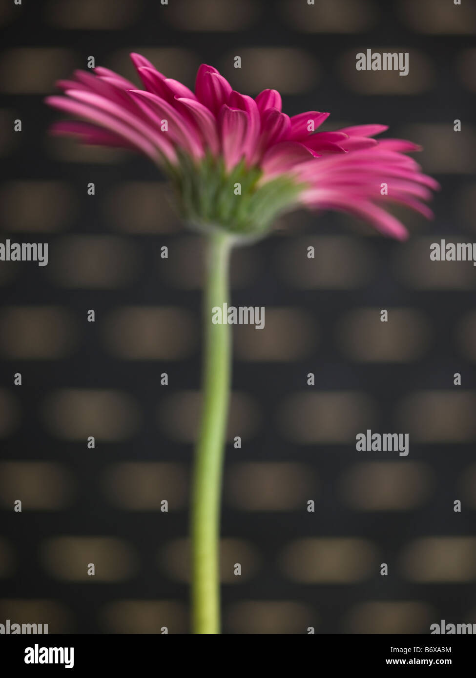 Close up of pink Gerbera daisy with wallpaper in background Stock Photo ...