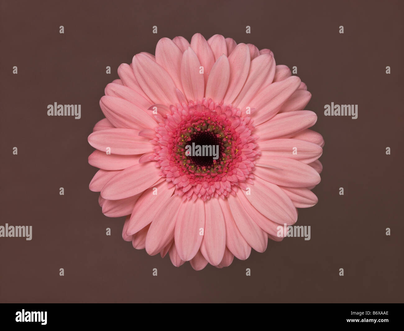 Gerbera series hi-res stock photography and images - Alamy