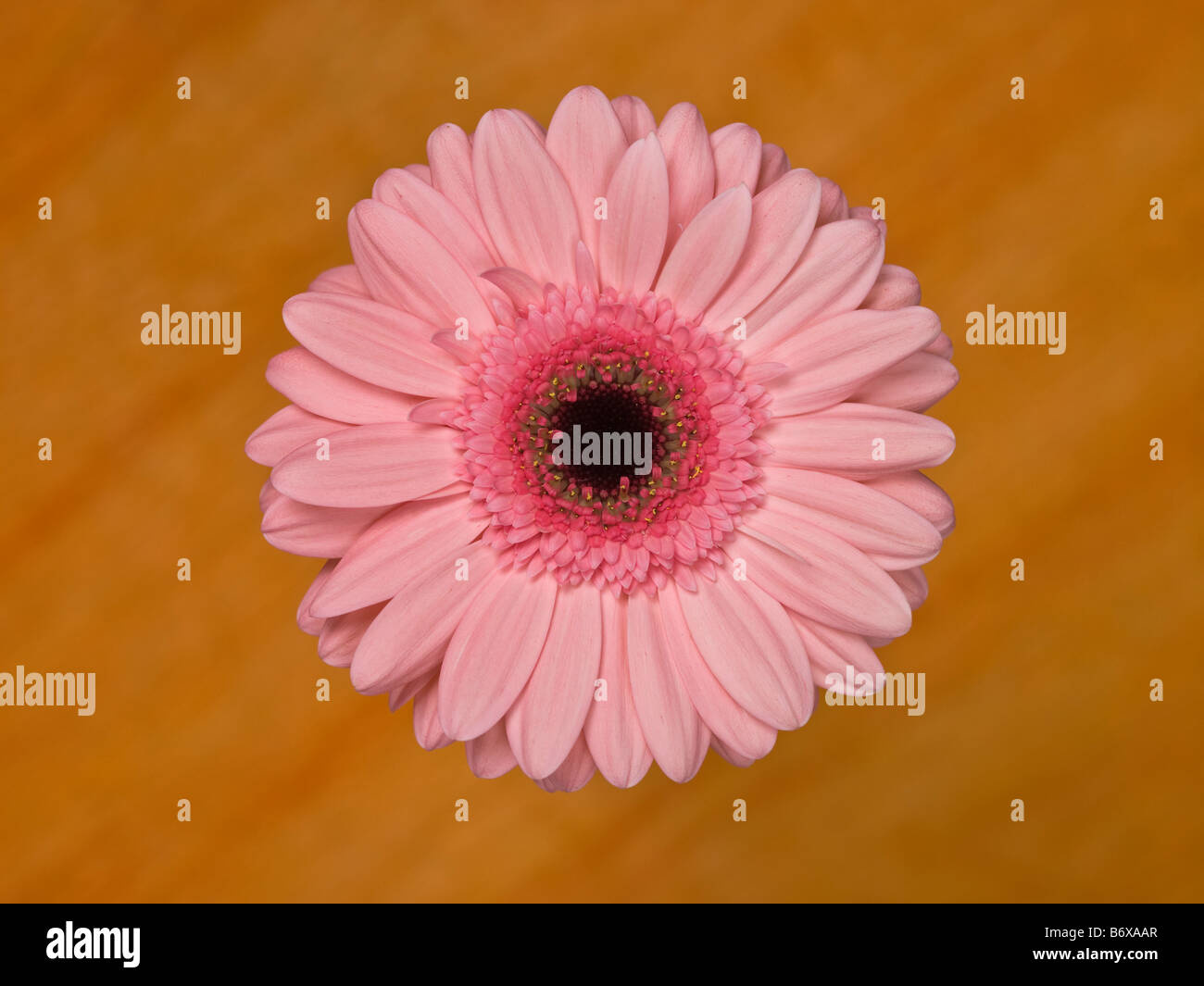 Gerbera series hi-res stock photography and images - Alamy