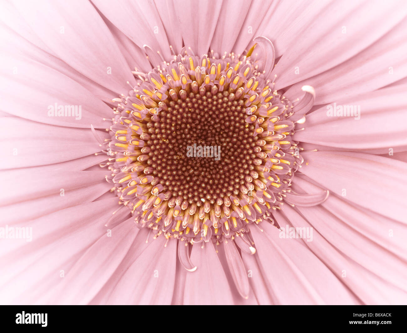 Extreme close up of Gerbera daisy full frame Stock Photo - Alamy