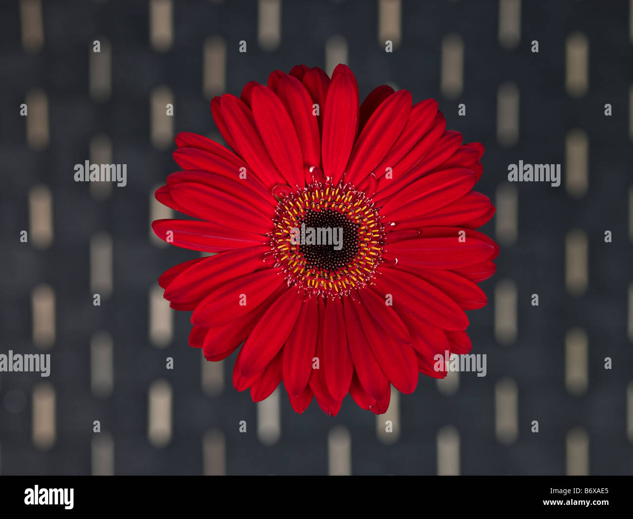 Close up of red Gerbera daisy with wallpaper in background Stock Photo ...