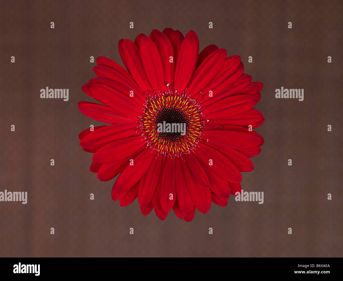 Close up of red Gerbera daisy with wallpaper in background Stock Photo ...