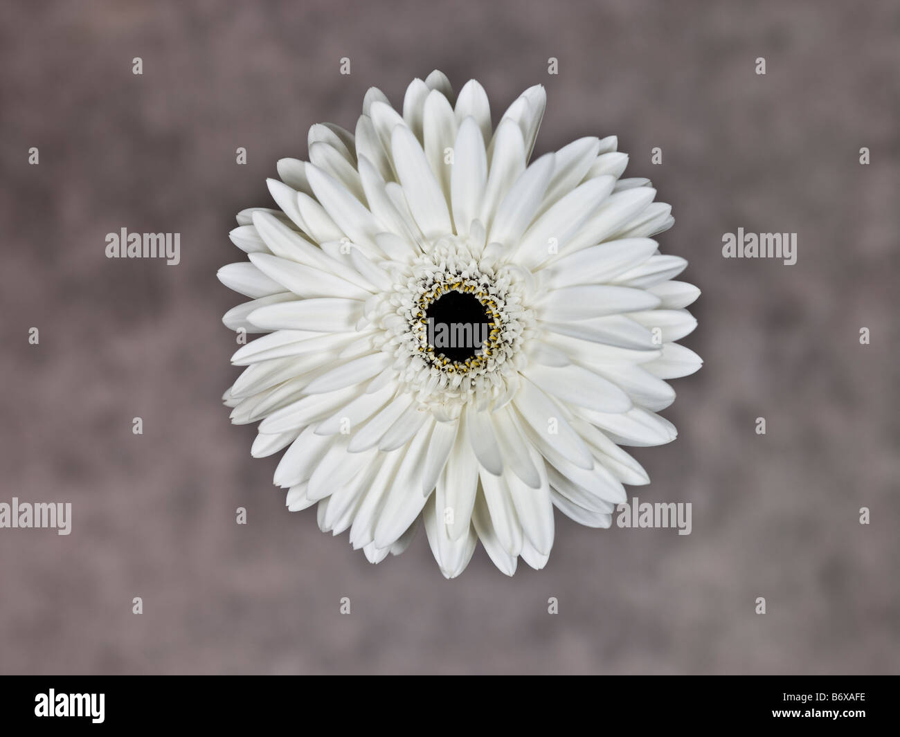 White Gerbera Daisy Wallpaper