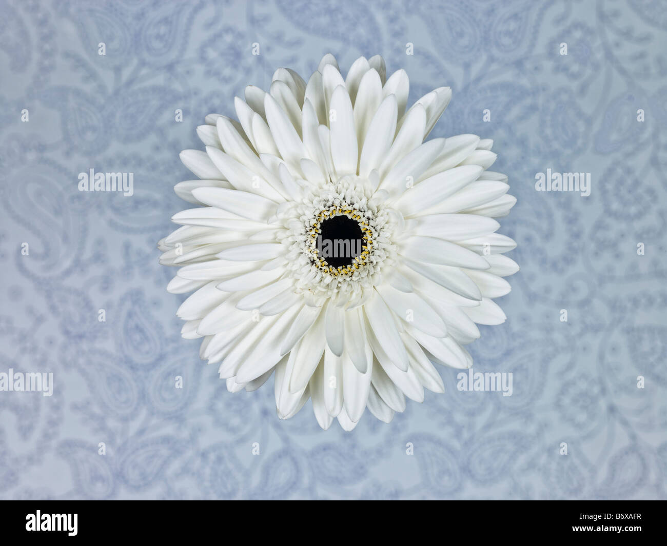 White Gerber Daisy Close up Stock Photo - Alamy