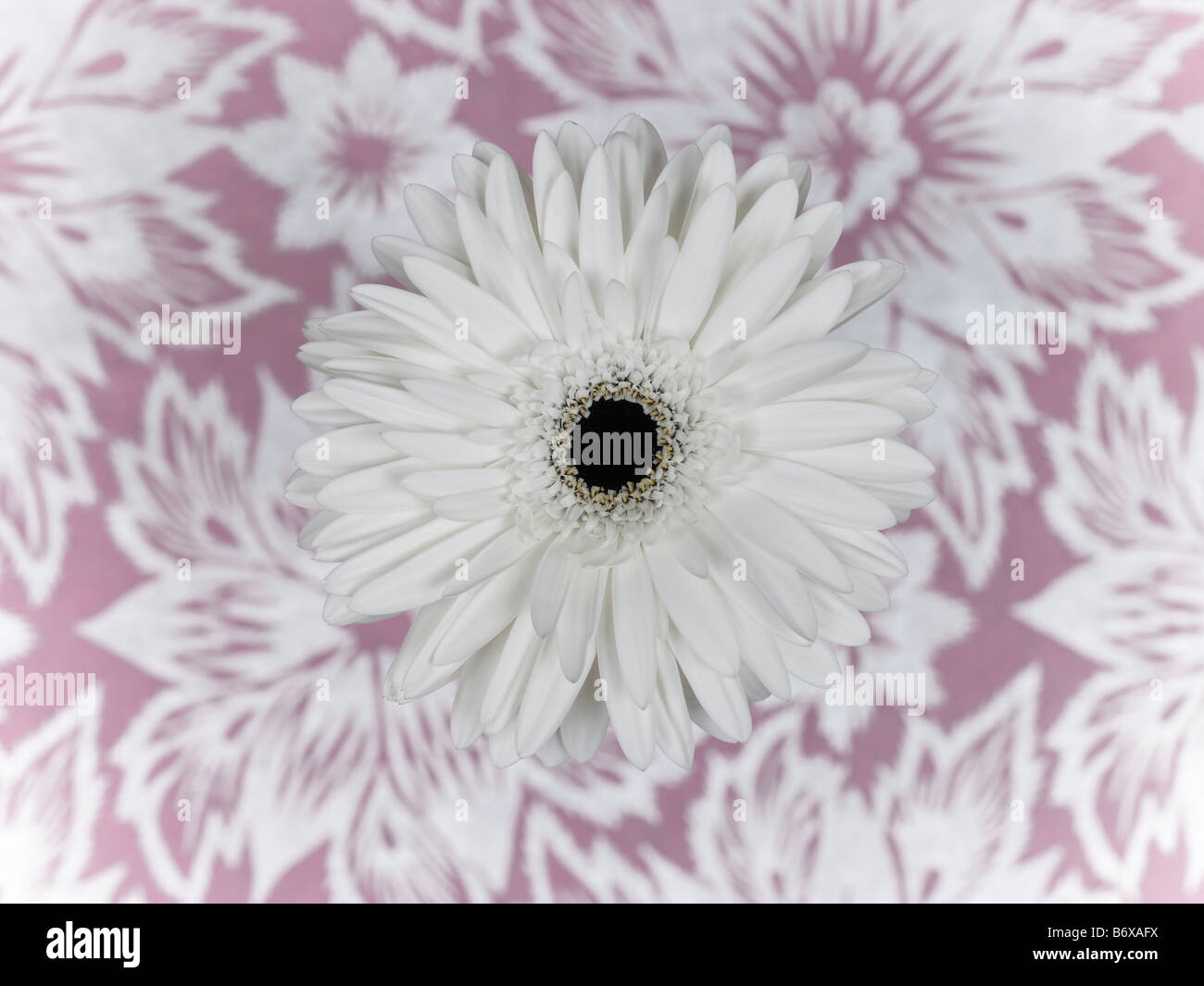 White Gerber Daisy Close up Stock Photo - Alamy