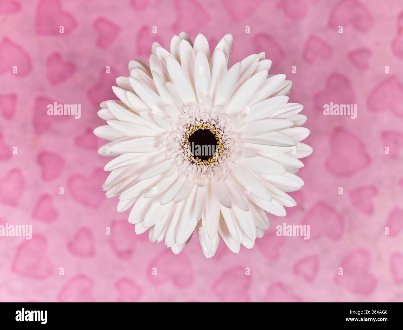 White gerber hi-res stock photography and images - Alamy