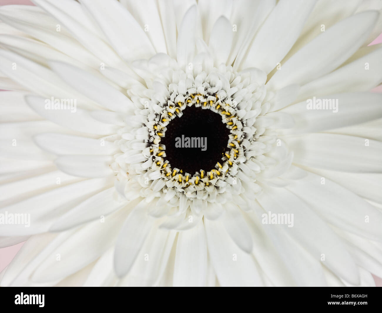 White gerber hi-res stock photography and images - Alamy