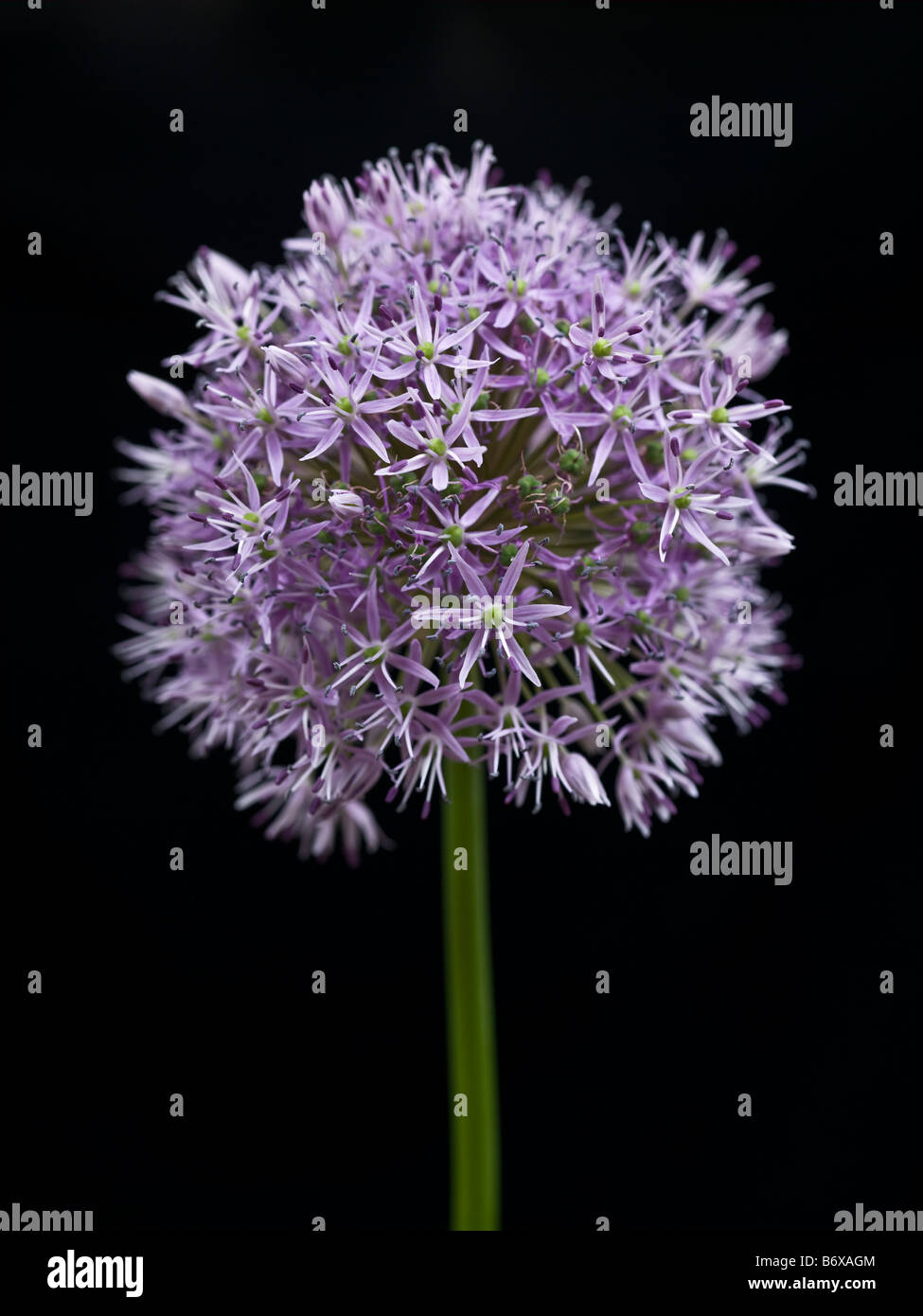 Purple allium flower close up Stock Photo - Alamy