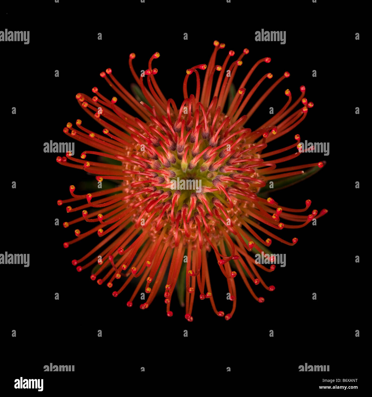 Pincushion square hi-res stock photography and images - Alamy