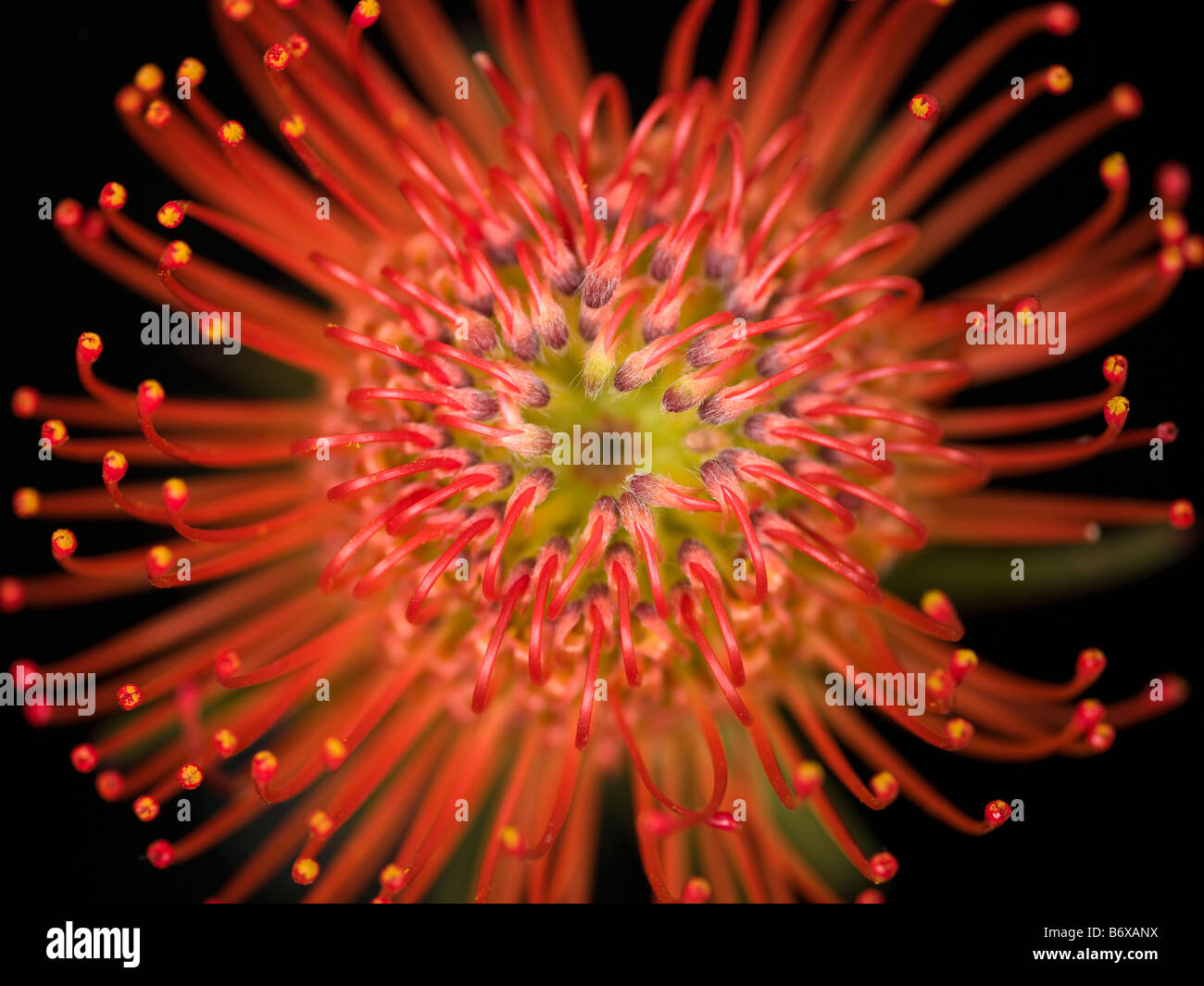 Red pincushion flower close up Stock Photo - Alamy