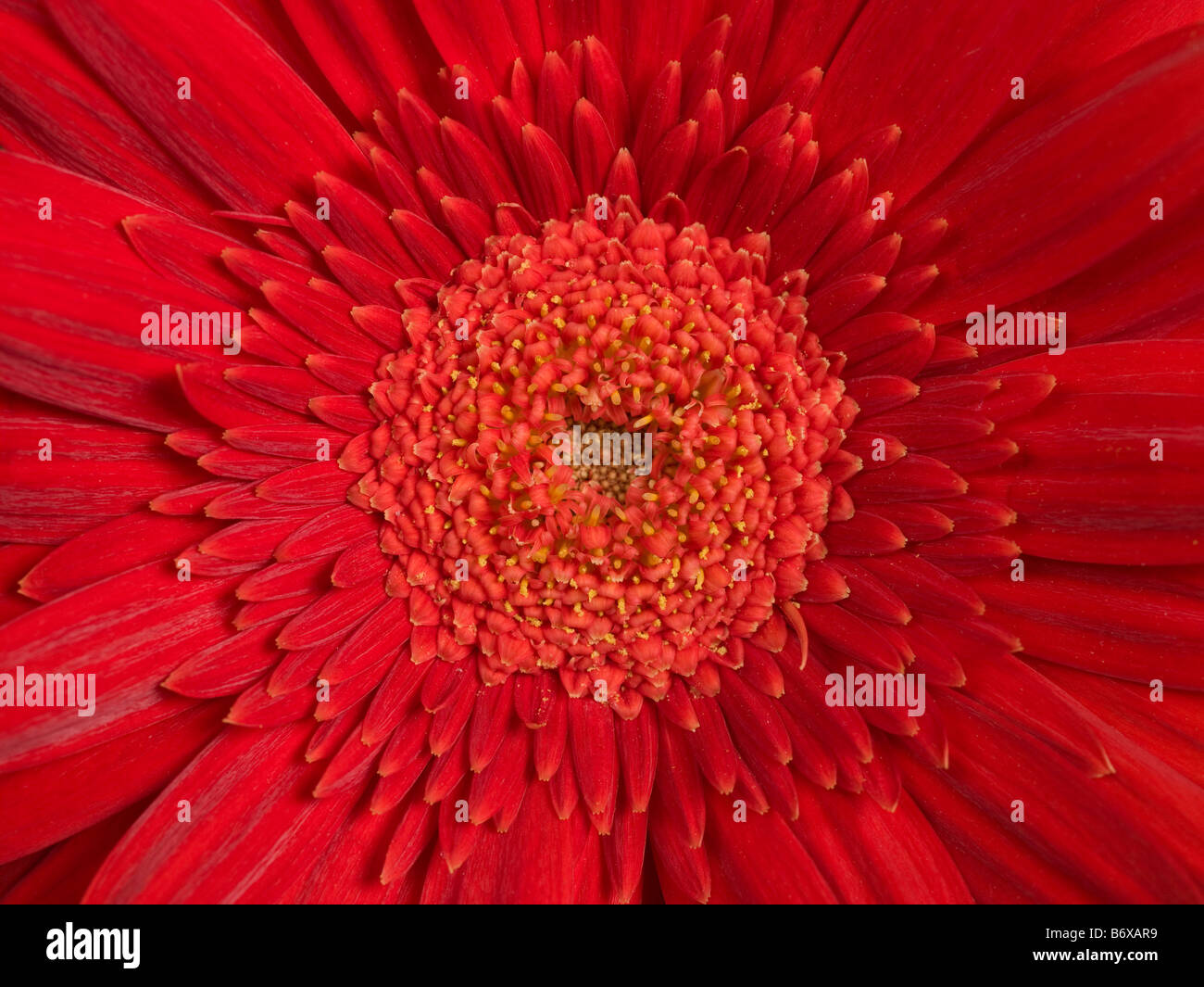Red Gerber Daisy Close up Full frame Stock Photo - Alamy