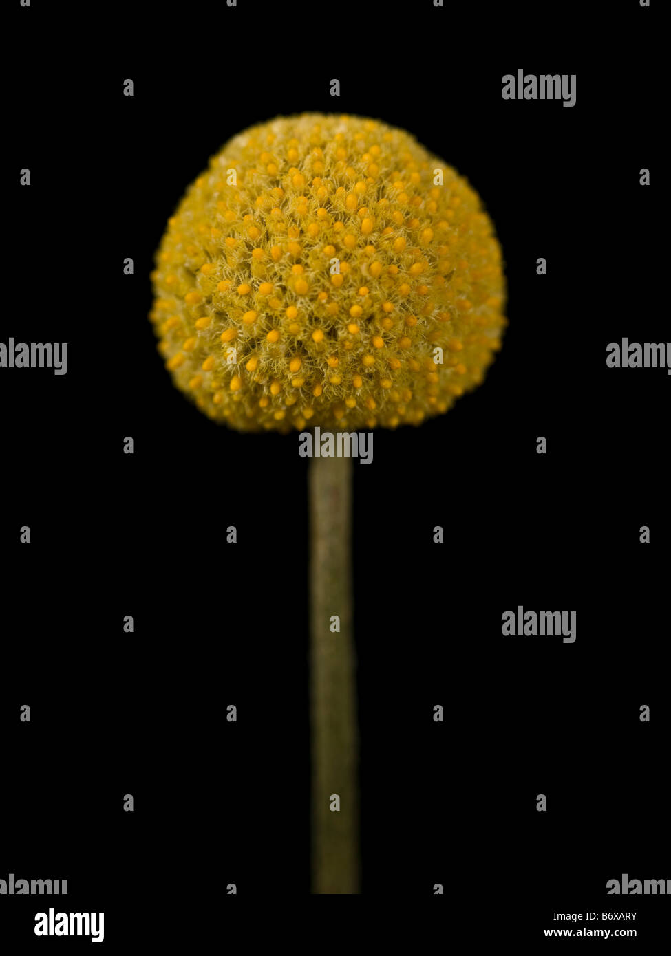 Ball shaped flower hi-res stock photography and images - Alamy