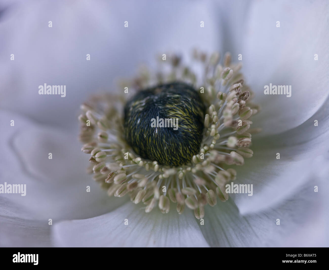 Anemone coronaria bulbs hi-res stock photography and images - Alamy