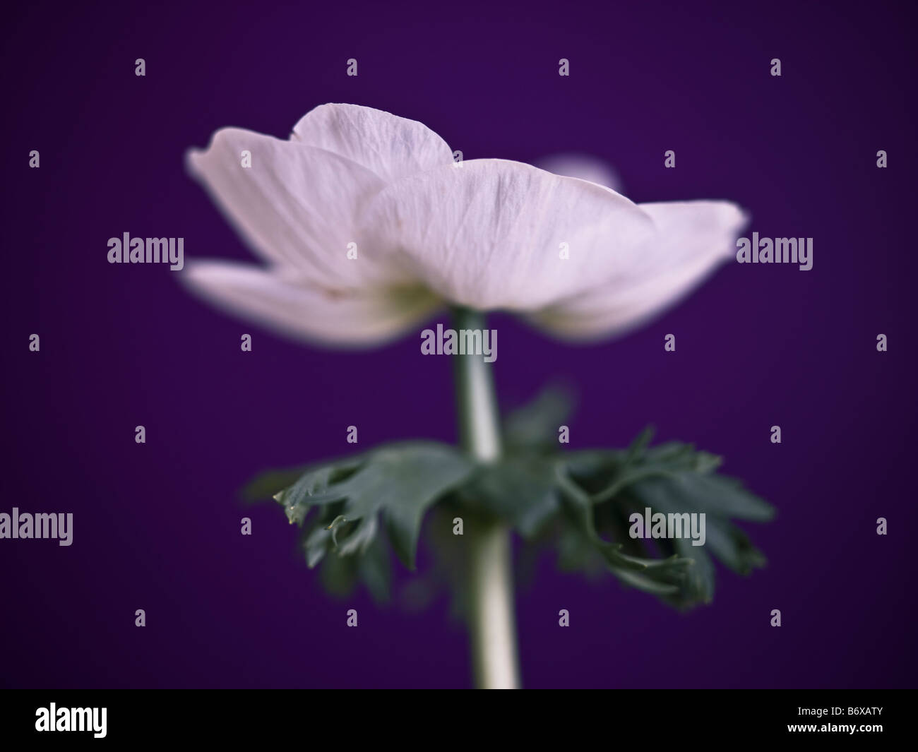 Anemone coronaria bulbs hi-res stock photography and images - Alamy