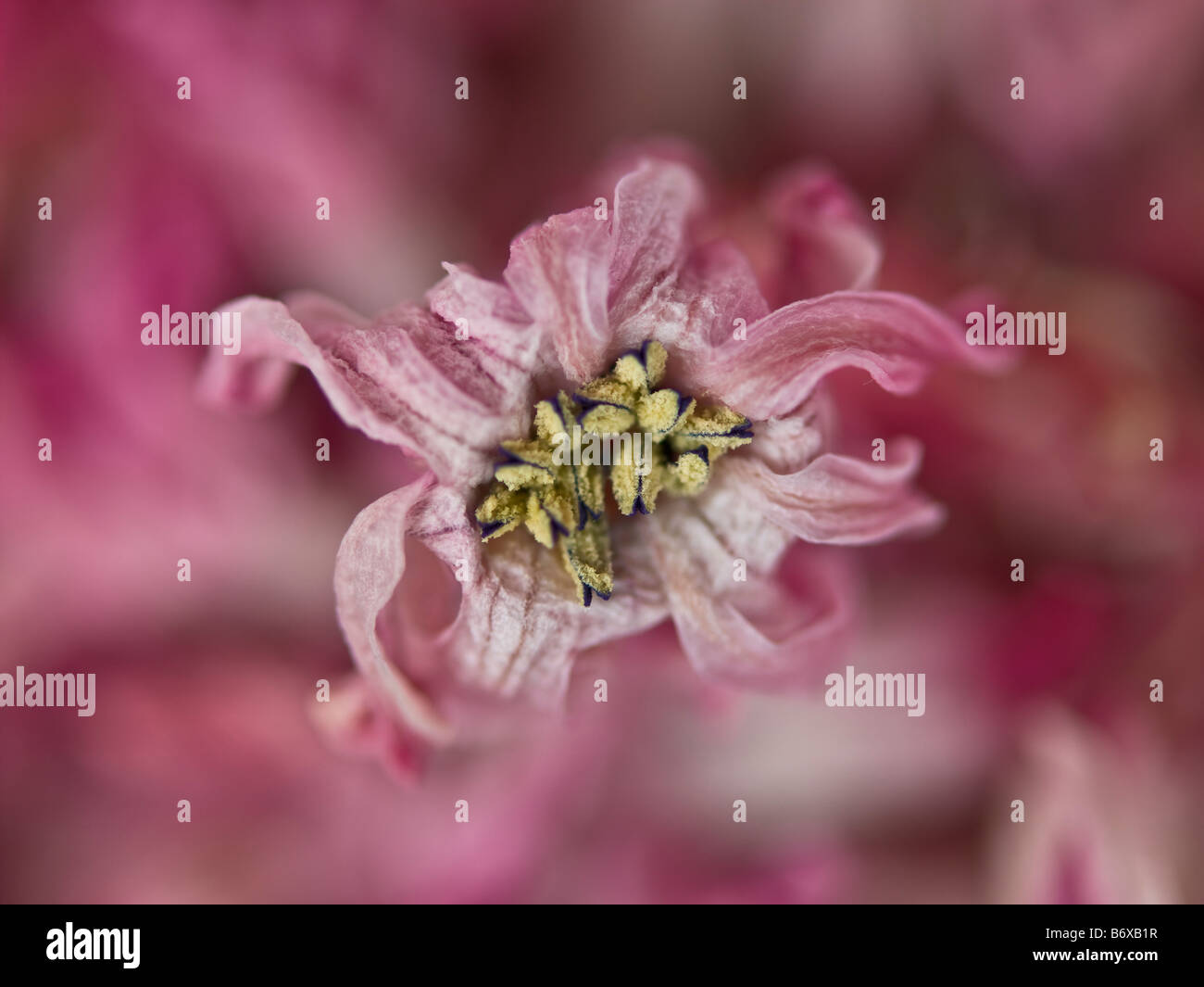 Dried hyacinth flowers hi-res stock photography and images - Alamy