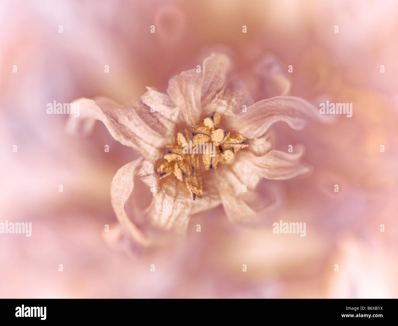 Dried hyacinth flowers hi-res stock photography and images - Alamy