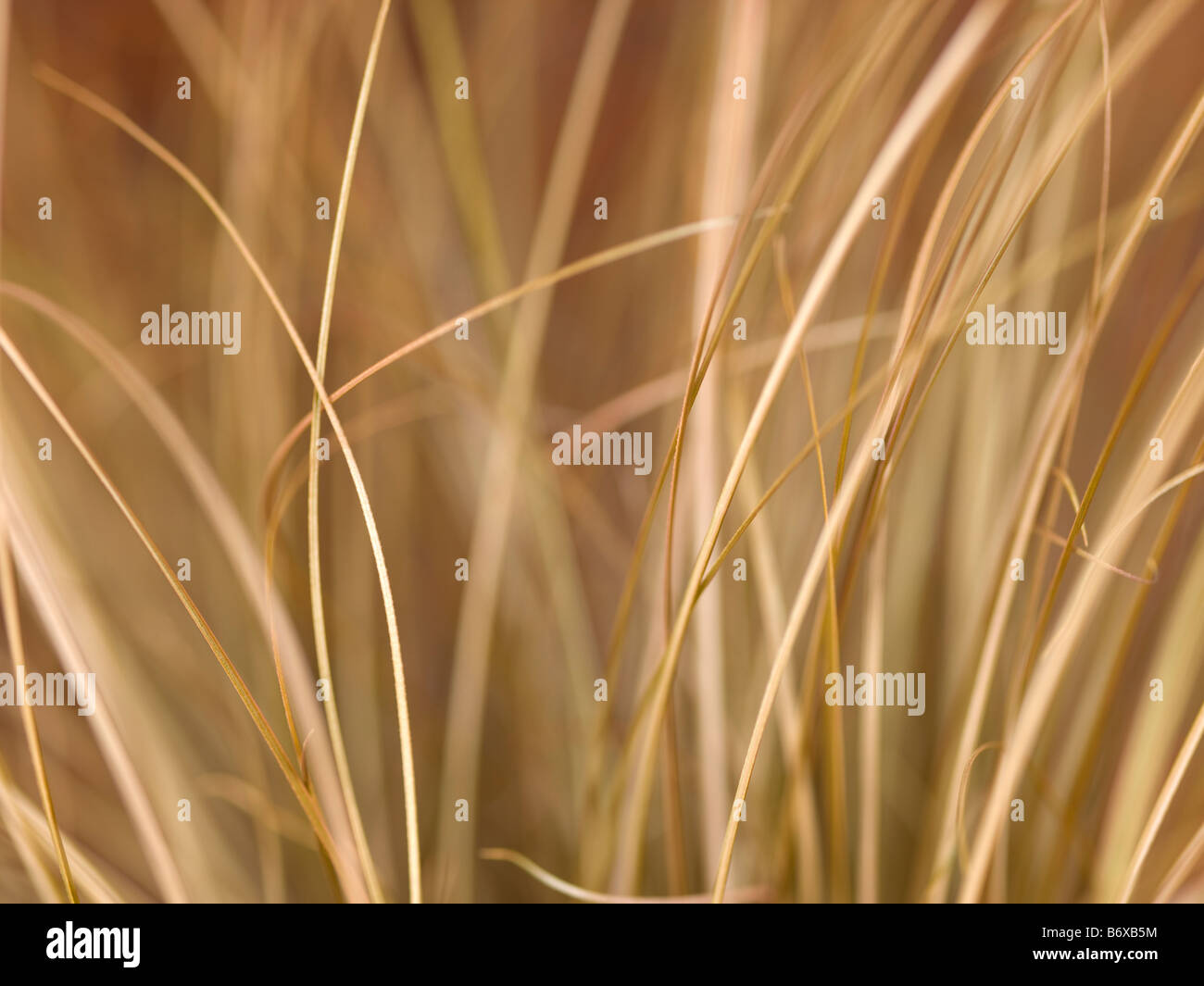Carex comans hi-res stock photography and images - Alamy