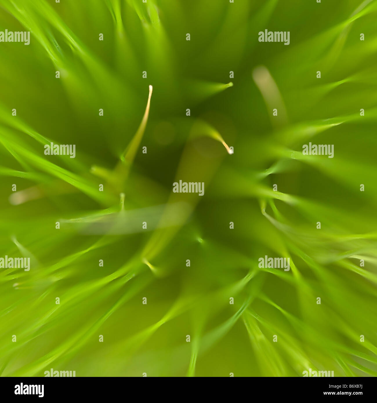 Close up of grass Stock Photo - Alamy
