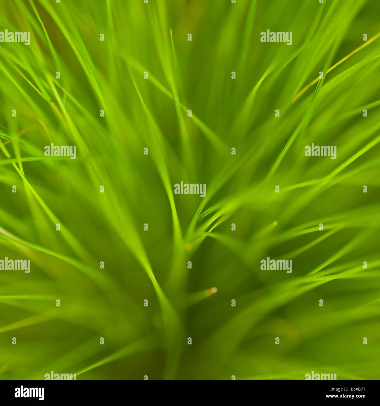 Close up of grass Stock Photo - Alamy