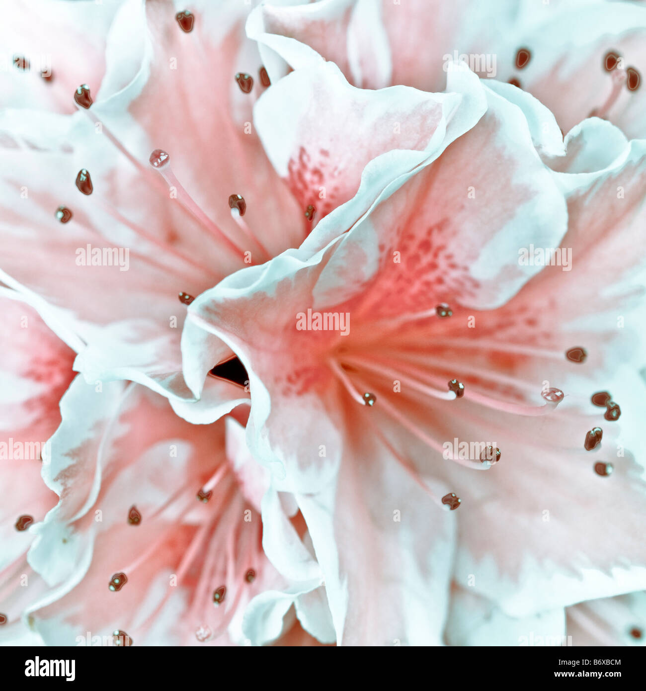 Close up of azalea flower full frame Stock Photo - Alamy