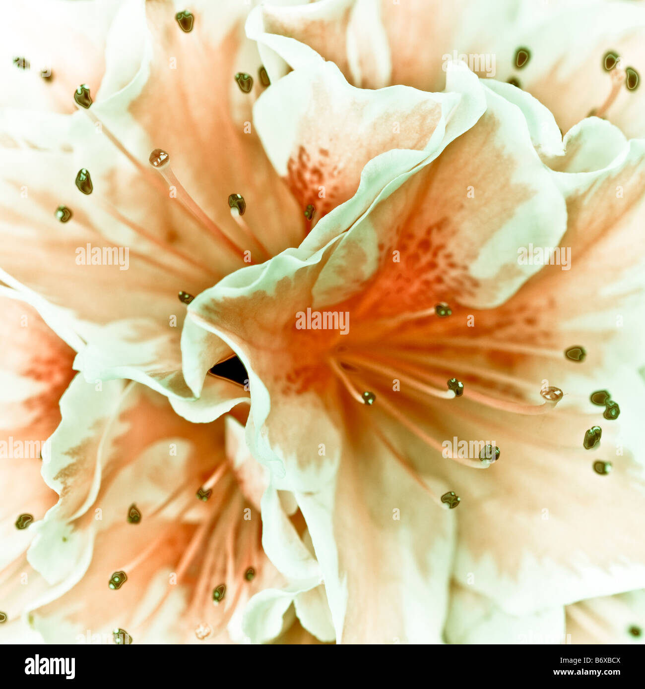 Azalea images hi-res stock photography and images - Alamy