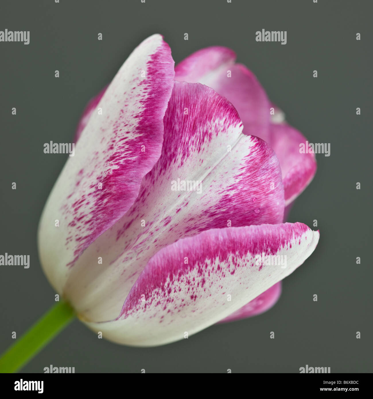 Close up of tulip flower Stock Photo - Alamy