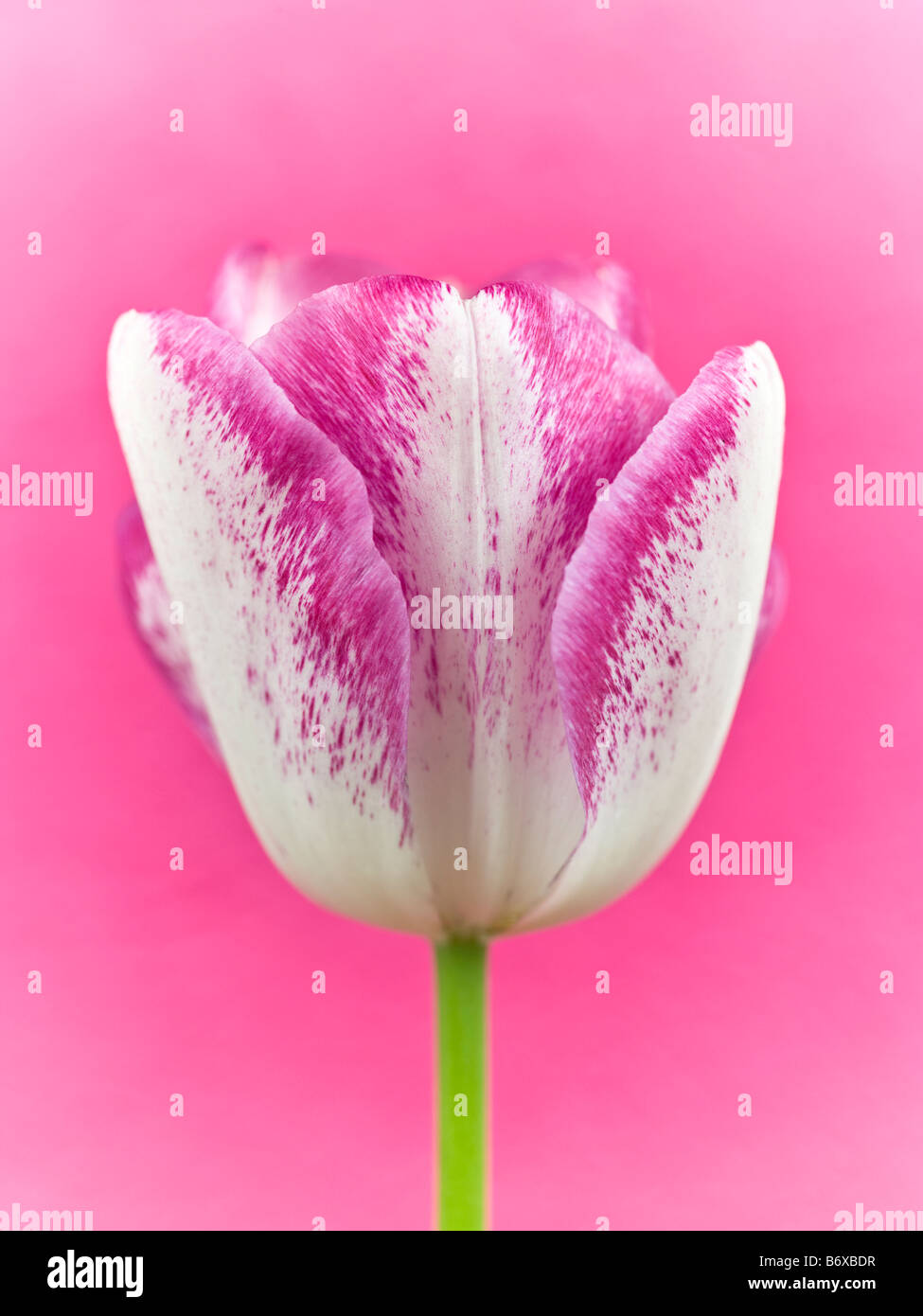 Close up of tulip flower Stock Photo - Alamy
