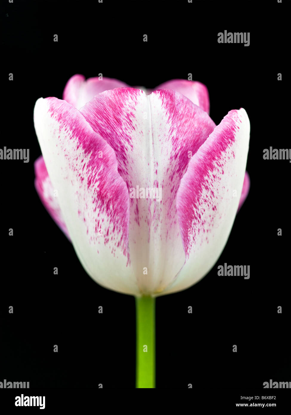 Close up of tulip flower Stock Photo - Alamy