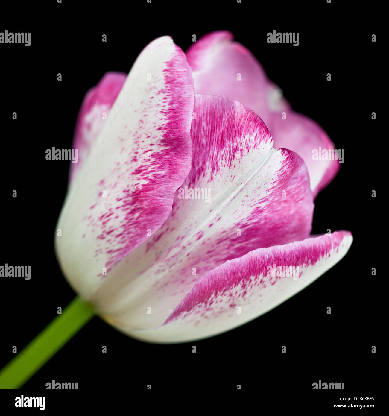 Close up of tulip flower Stock Photo - Alamy